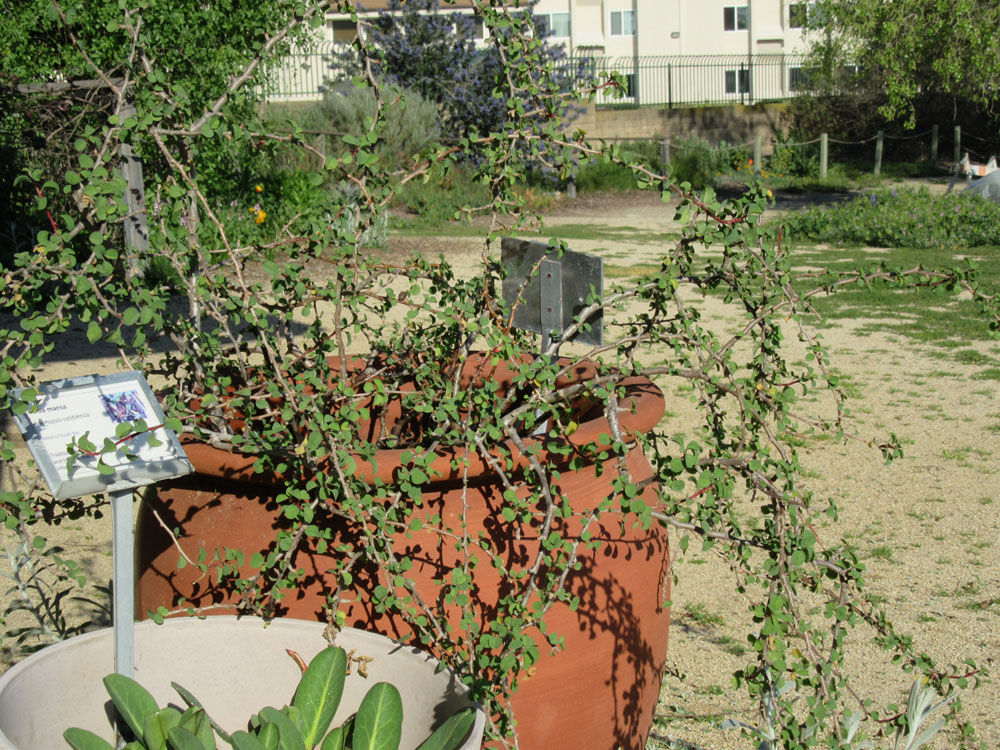 Mother Nature's Backyard - A Water-wise Garden: Plant of the Month ...