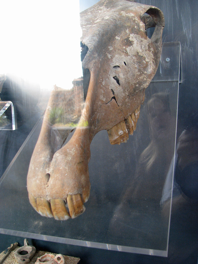 The Bell Curve of Life: Rome: Colosseum Exhibits