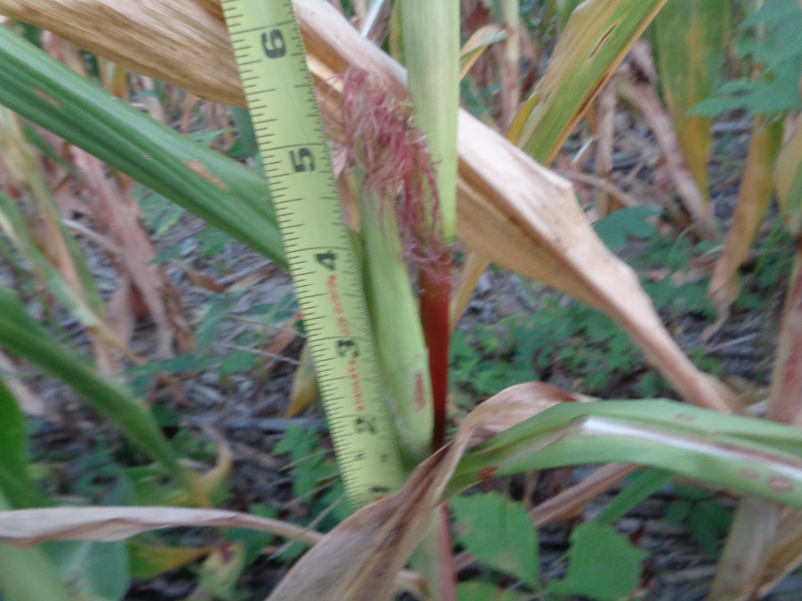 The Perennial Agriculturalist: confused corn?