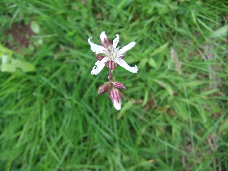 Anglesey Wild Flower Meadow: White Ragged Robin