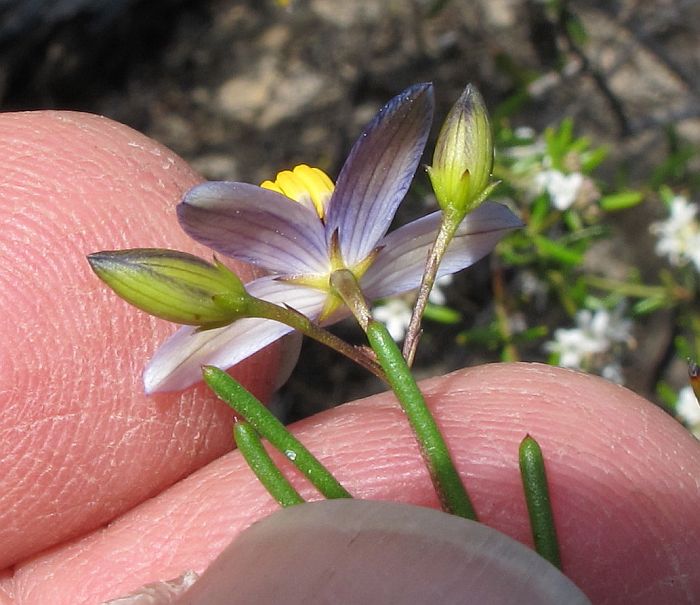 Esperance Wildflowers: Cheiranthera filifolia - Finger-flower