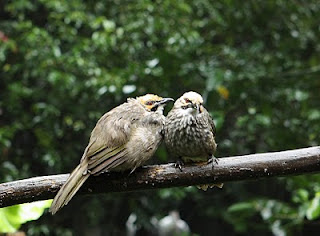Cara Menjodohkan Burung Cucak Rowo Dan Kendalanya
