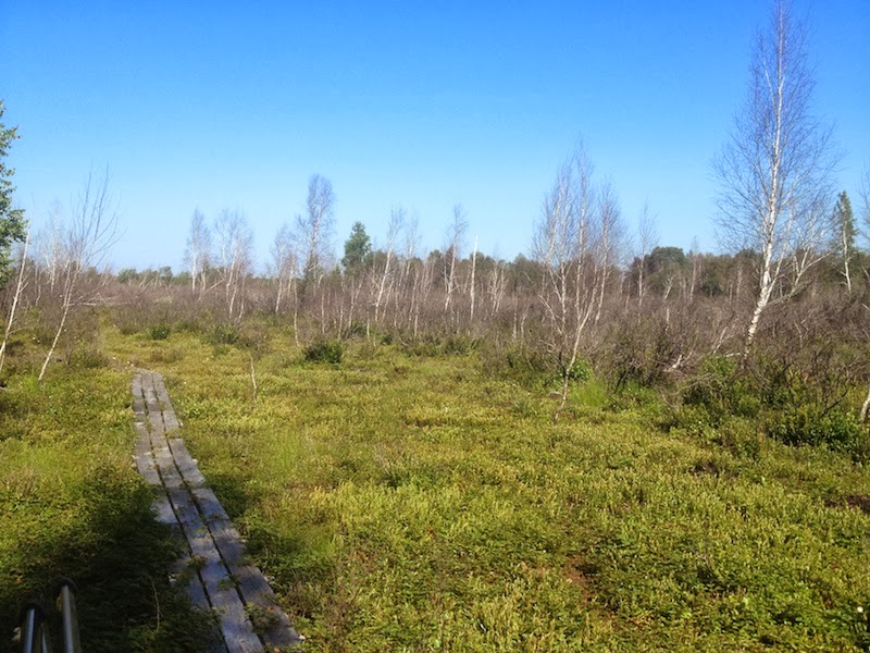 A Wandering Naturalist: Ontario: Wainfleet Bog