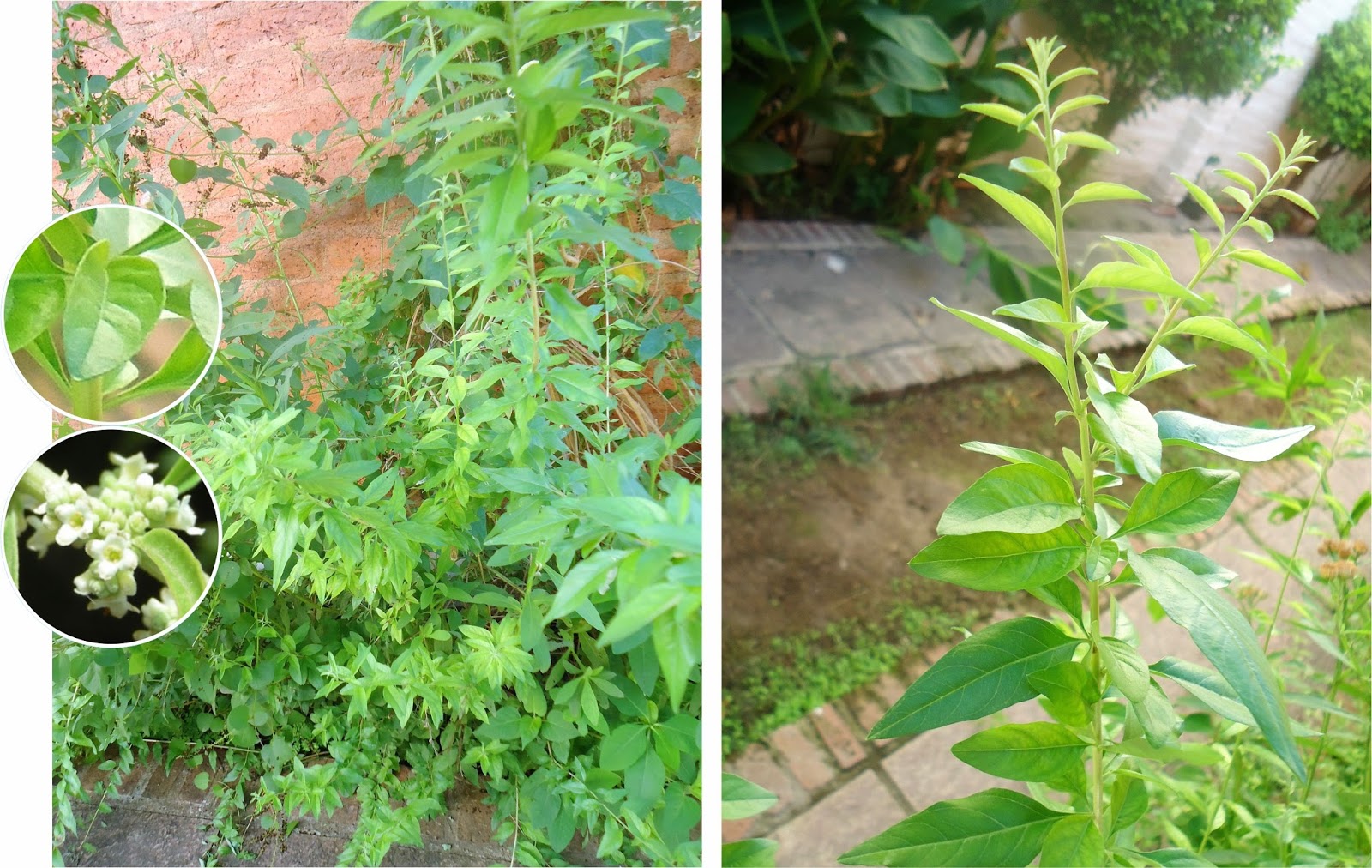 v e r d e c h a c o: Burrito