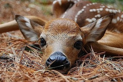 Cute Deer | Photos and Images | Funny-Cute Animals