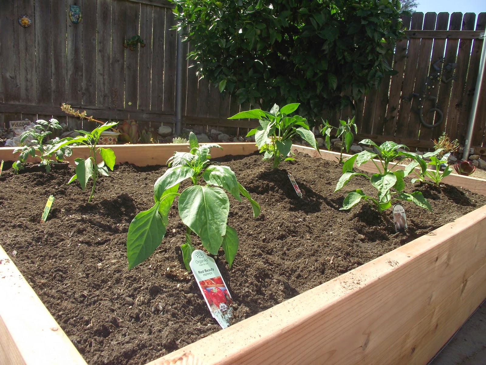 the little of things: Vegetable Garden Project
