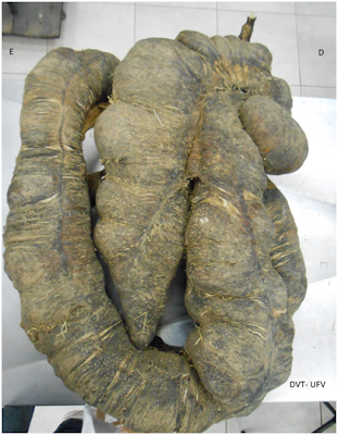 Anato UFV - VET 103: APARELHO DIGESTÓRIO: INTESTINOS, PÂNCREAS E FÍGADO