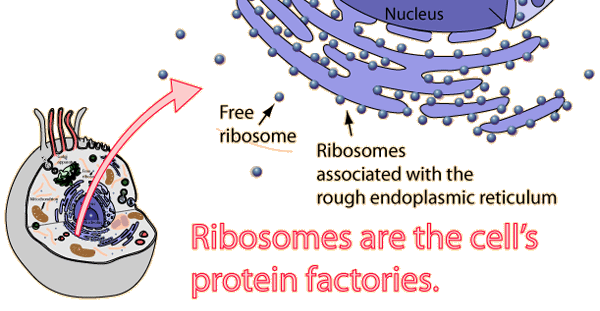 About Molecular Biology : Ribozom