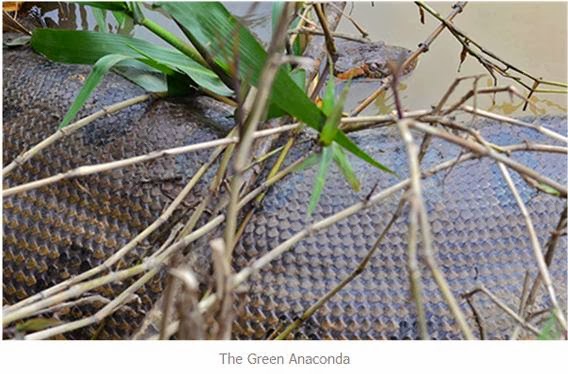 Ular Terbesar di Dunia | Katabah Komarudin Tasdik