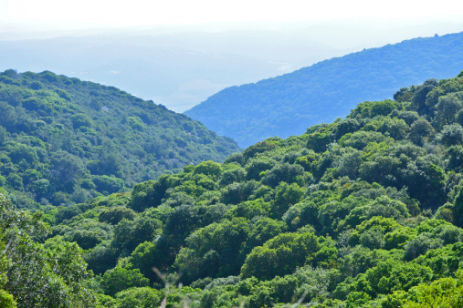 Land of Israel: Forests Being Planted in Israel (JNF)