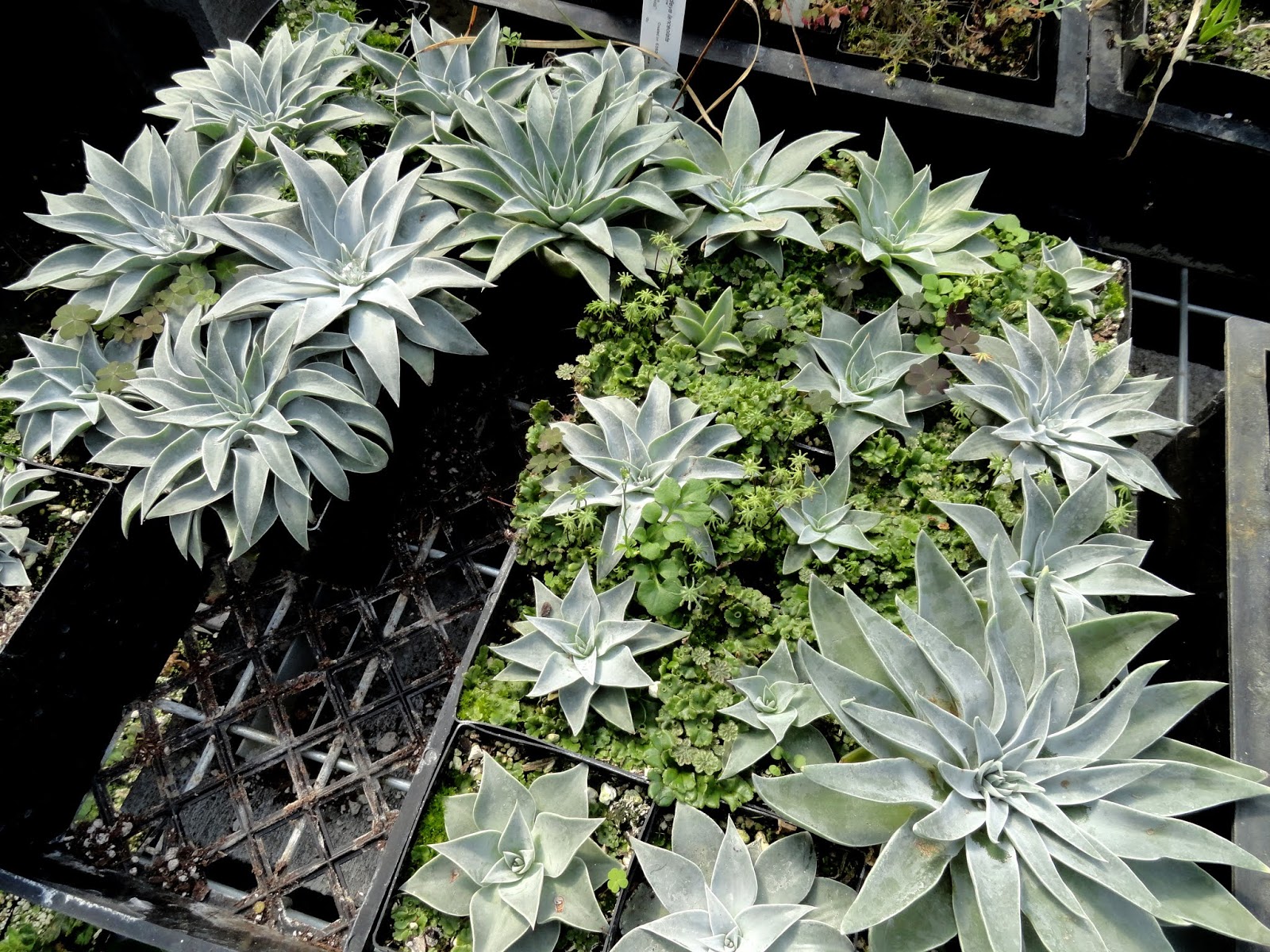 danger garden: My "planty" weekend with three Californian's and a Brit...