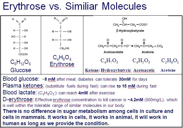 Basic Biology of Cancer: Erythrose vs. Cancer