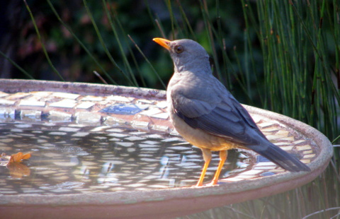 Kreatiewe Joernaal: kransduif