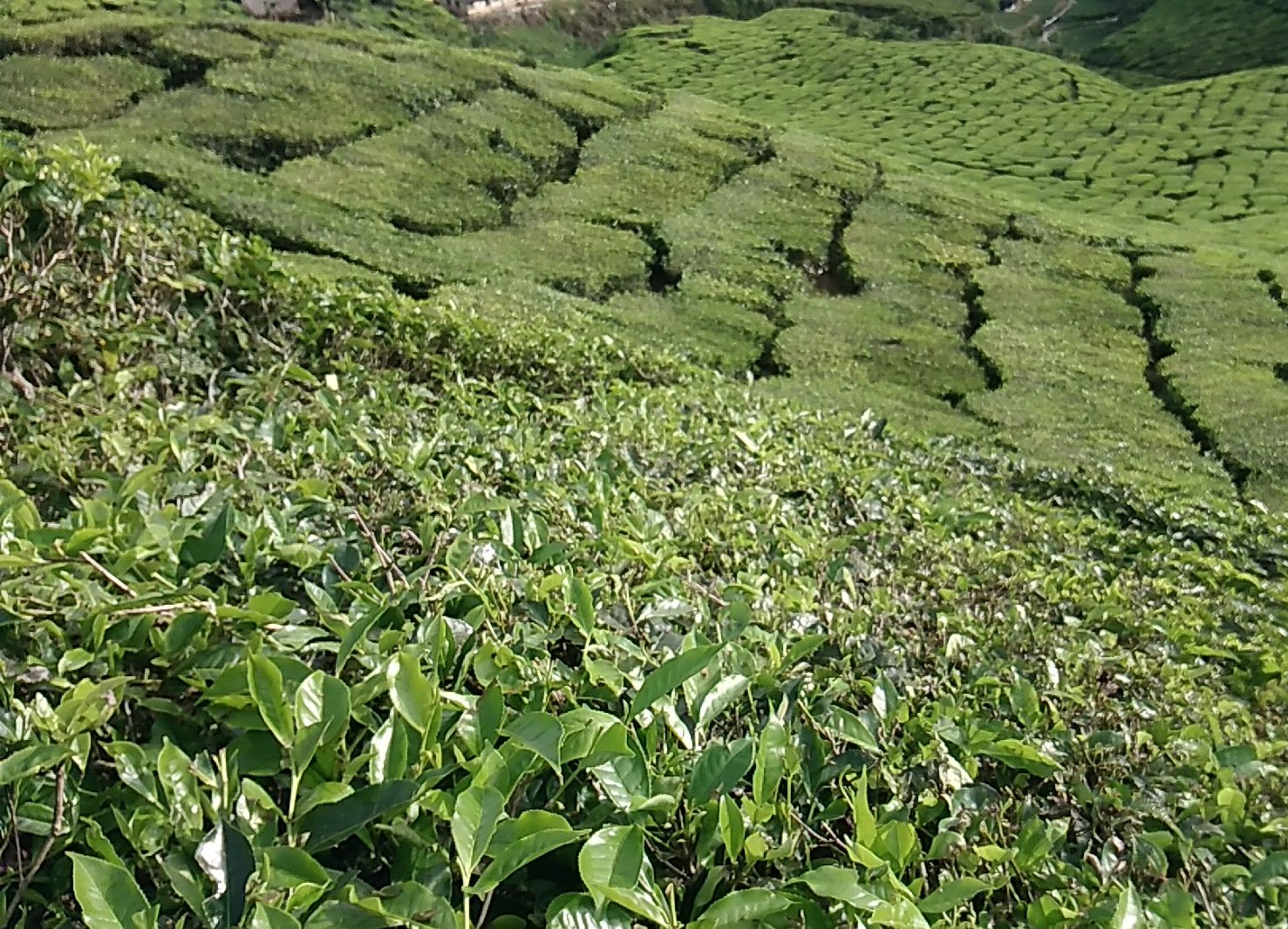 Bicara Mentari: LADANG TEH CAMERON HIGHLANDS