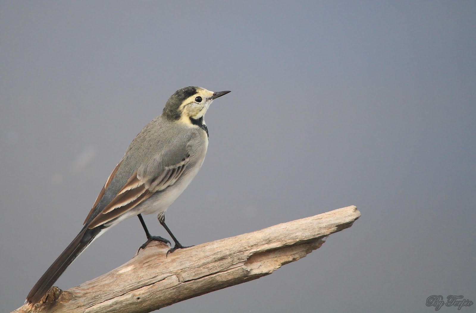 Viajes, Salidas, Naturaleza, (Fotografía).: Lavandera Blanca (Motacilla ...