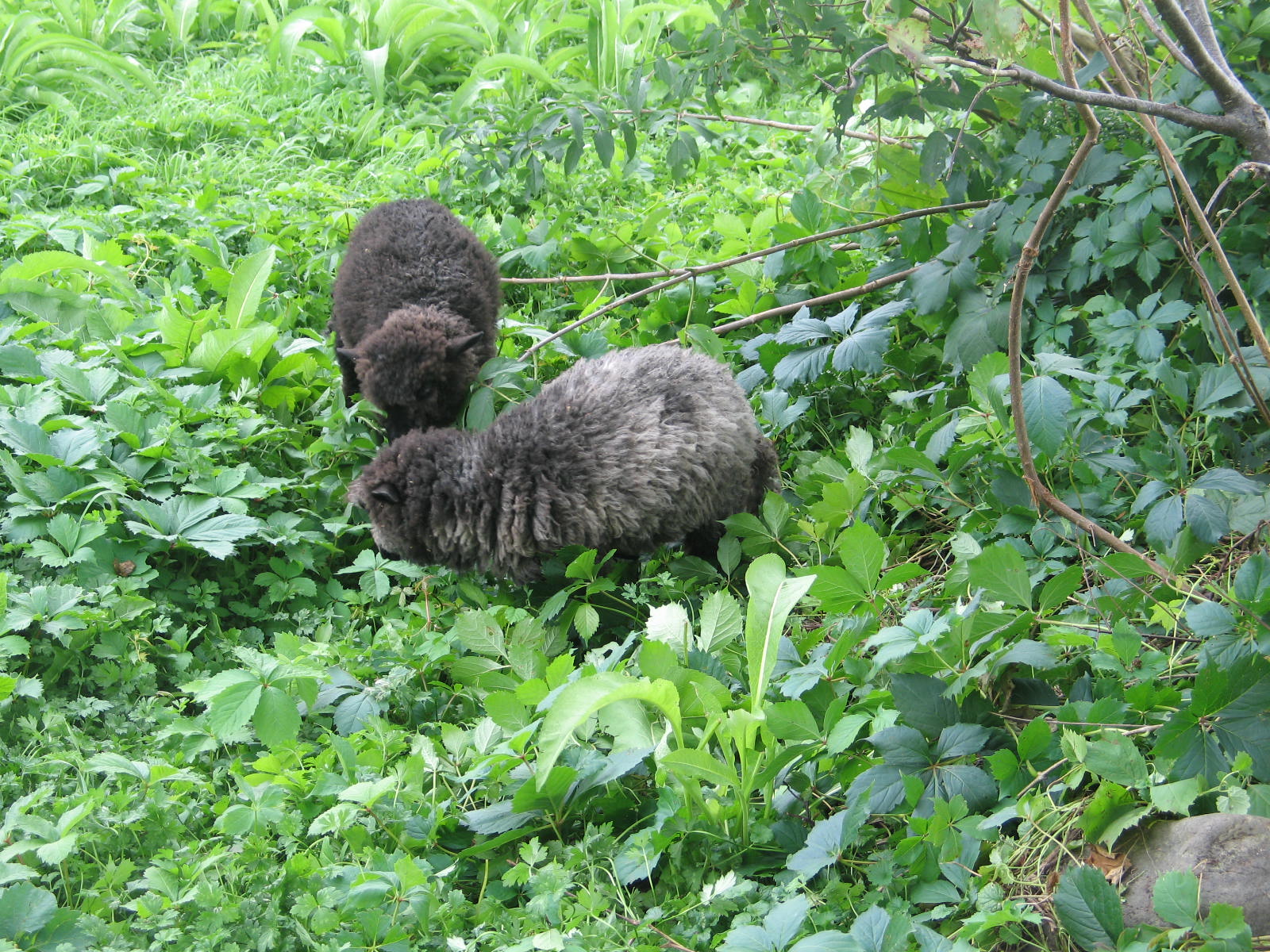 Dispatches from Can of Duck: The Elusive and Mysterious Jungle Sheep of ...