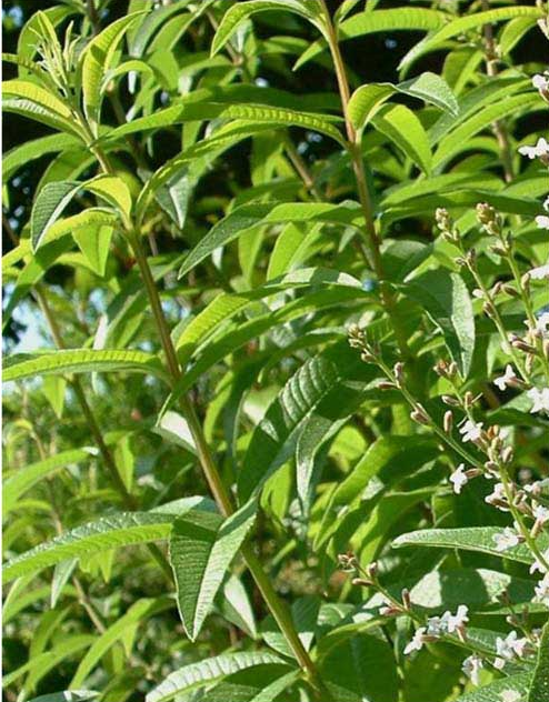 Elecciones Integrales: Cedrón