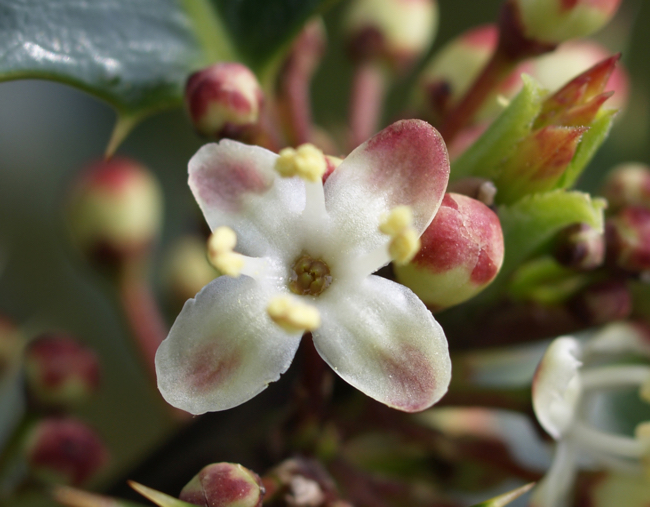 EL ACEBO (Ilex) CARACTERÍSTICAS Y CUIDADOS