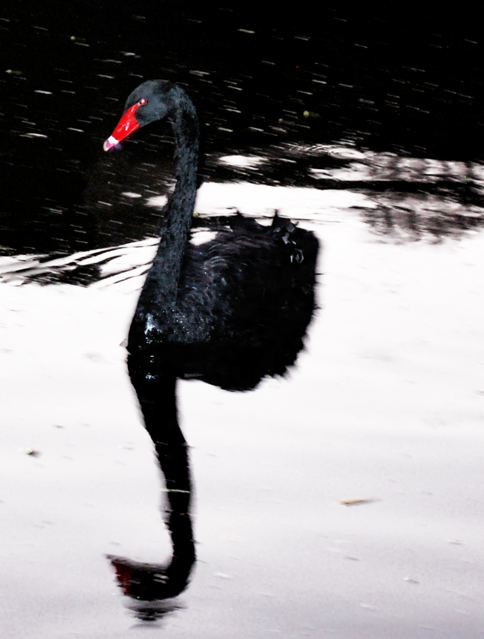 visit to the ZOOland