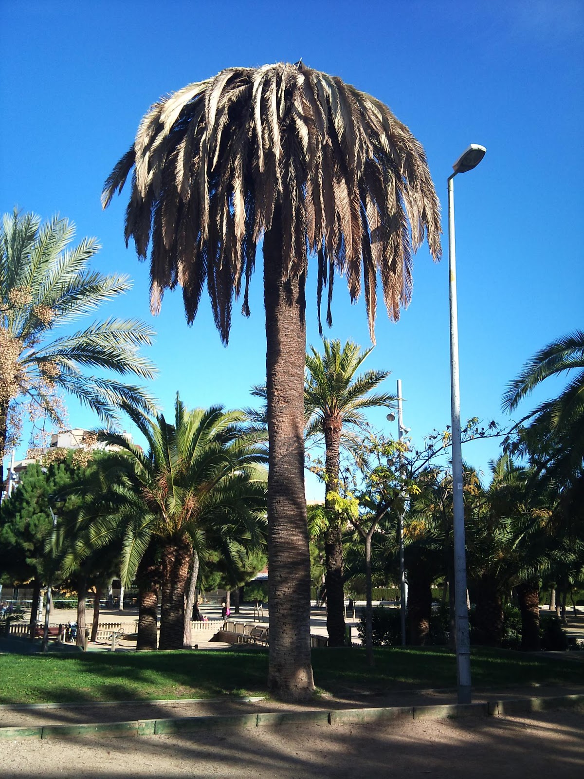 Árboles con alma: Palmera de Canarias (Phoenix canariensis)