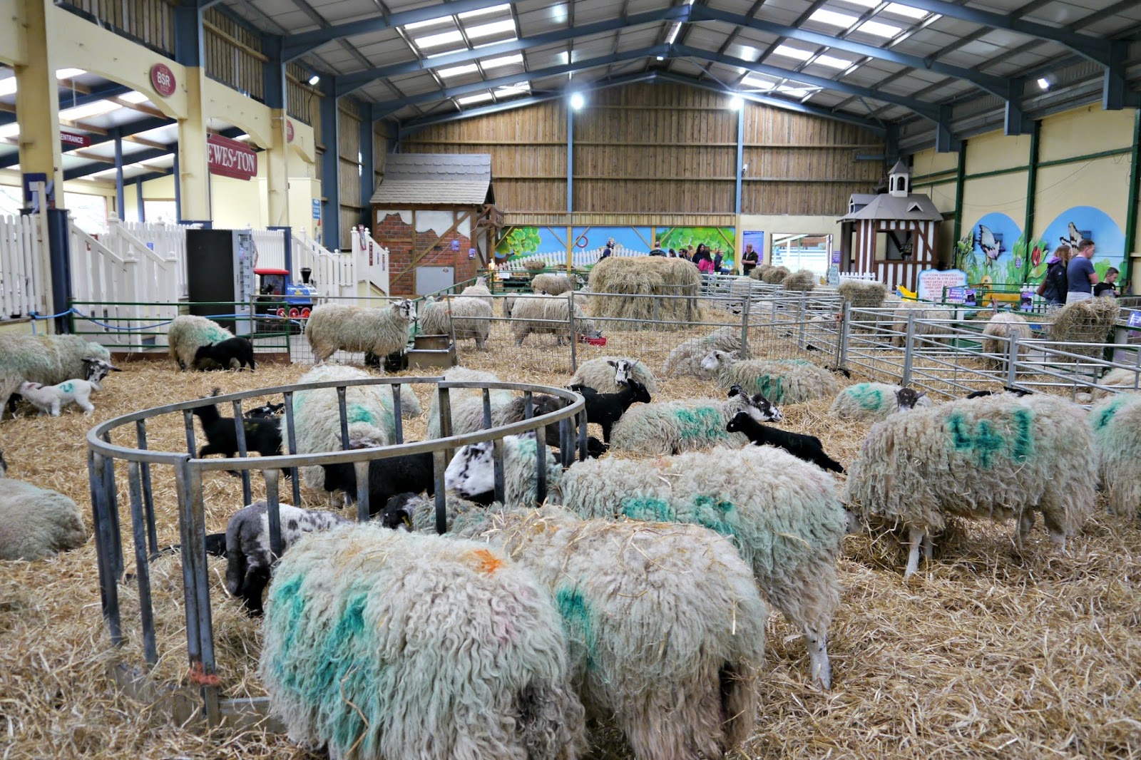 themummydiaryuk: The Big Sheep - A Fun Wooly Day Out