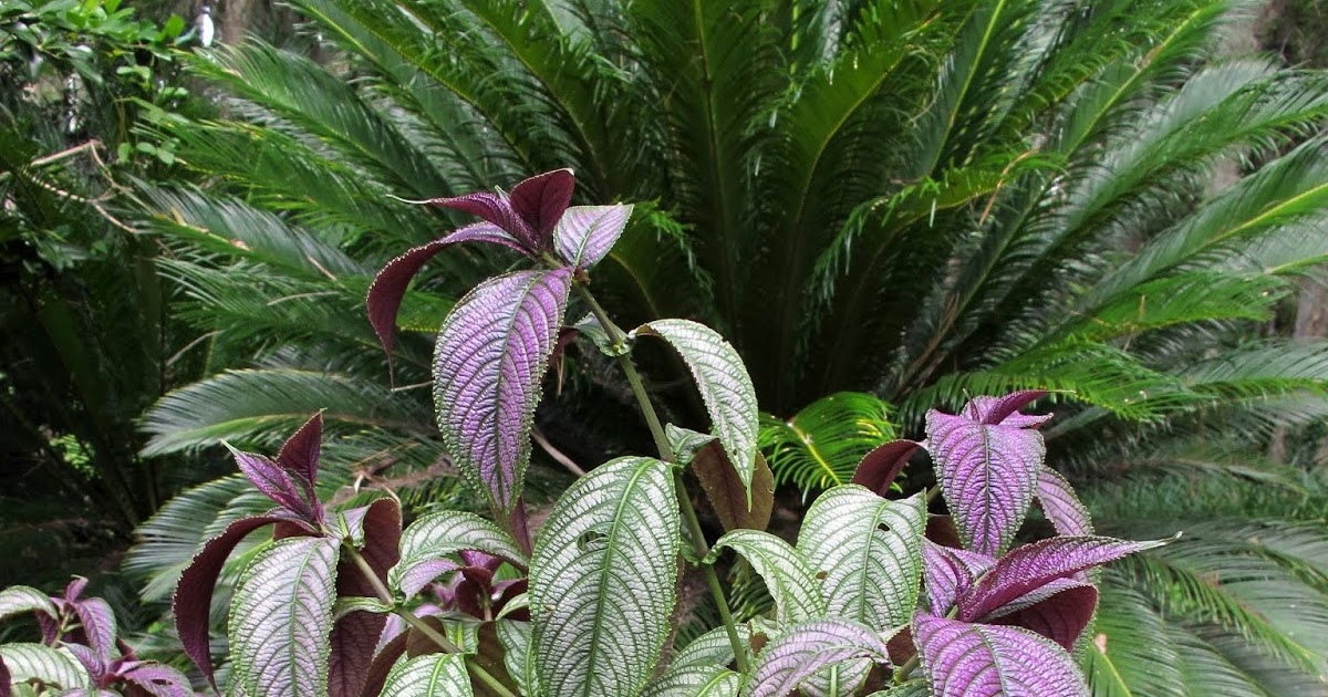 Variety of Life: Strobilanthes