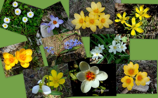 Andrea's Plants, Photos and Travels: Foreign Plants in my Files