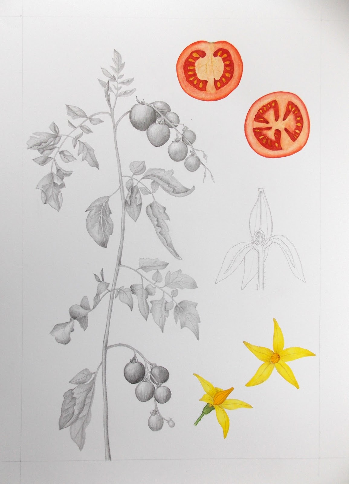 Drawings of Botanical Things: Tomato study