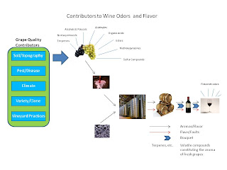 Wine -- Mise en abyme: Odor as an indicator of wine quality: Mapping ...