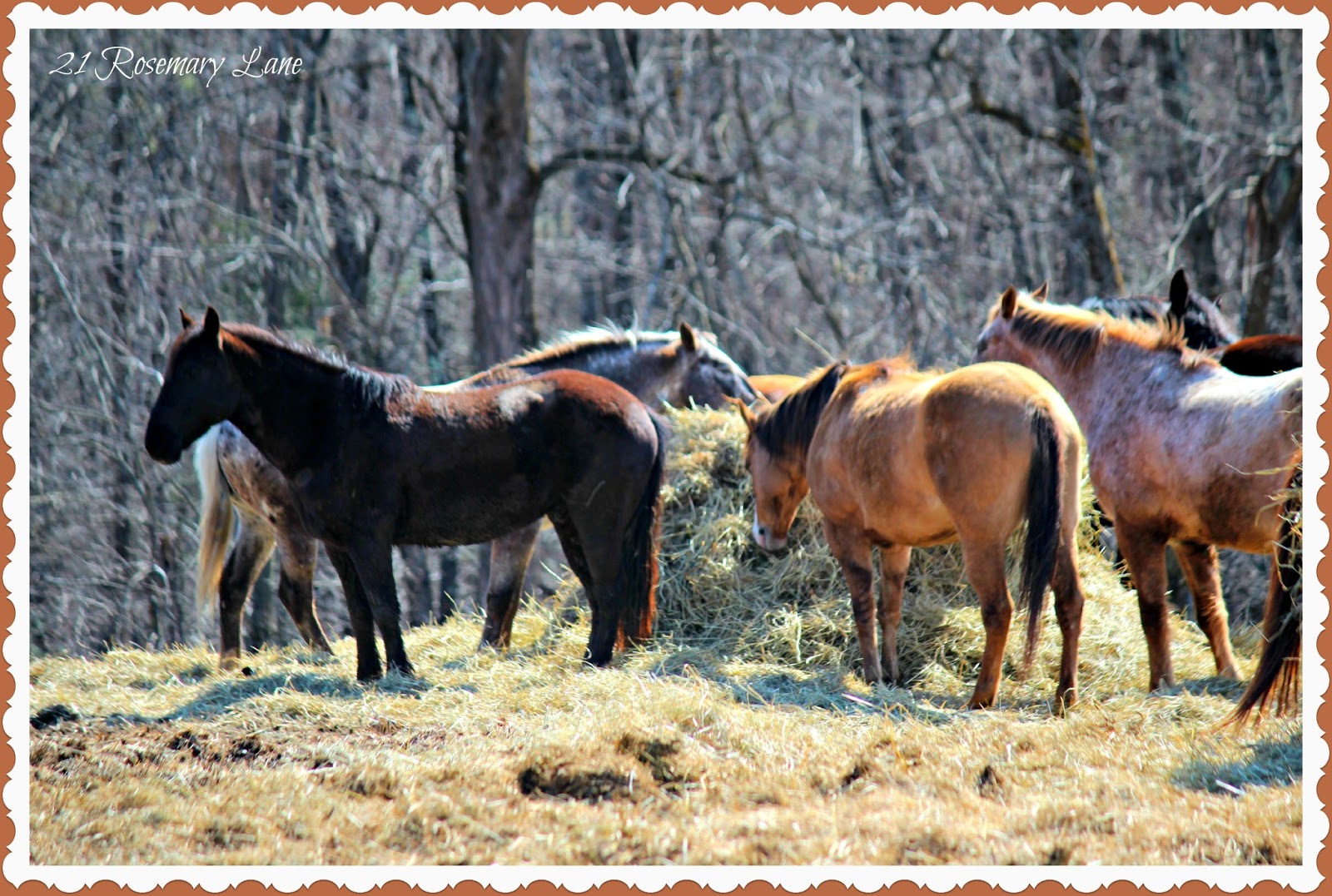 21 Rosemary Lane: Our Dude Ranch Getaway