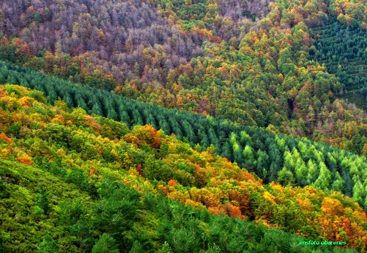 MONTES OBARENES ENTORNO Y VIDA: Colores del bosque. Paleta de color
