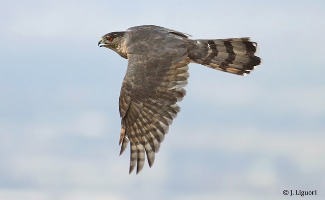Raptor Identification and Photography: Sub-adult Accipiters?