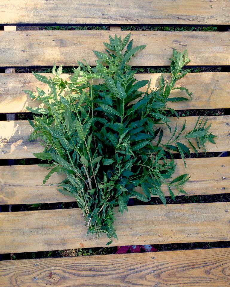 Cedrón o Hierba Luisa