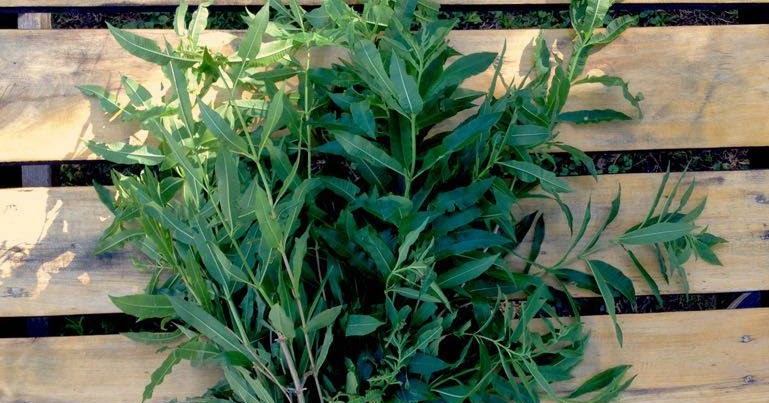 Cedrón o Hierba Luisa