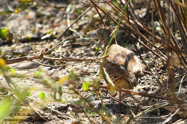 Miradas Cantábricas: Torillo andaluz: el ave que jamás pensé que ...