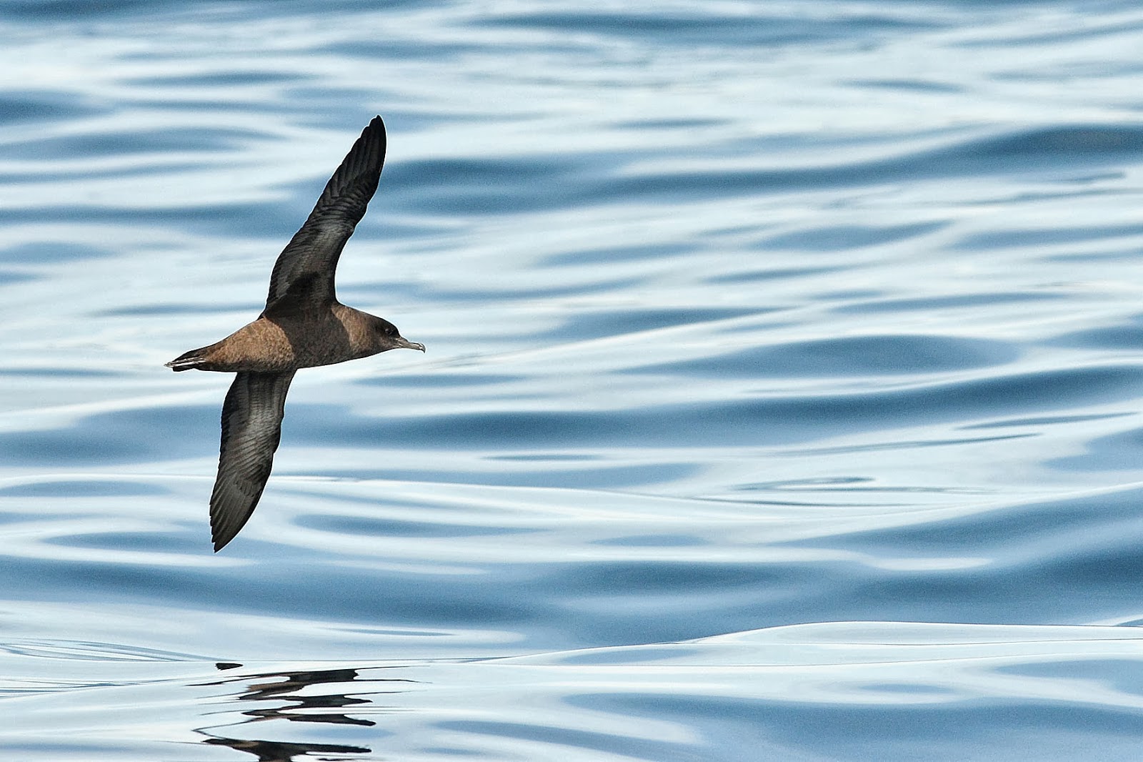 Seabirds Galicia - Pelágicas (2011-2015): 21/09/2013: ¡muy buena lista!