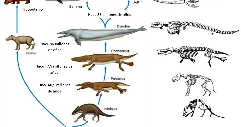 Biología IV - Diego Sandi - Grupo 623: Estrategia de las ballenas