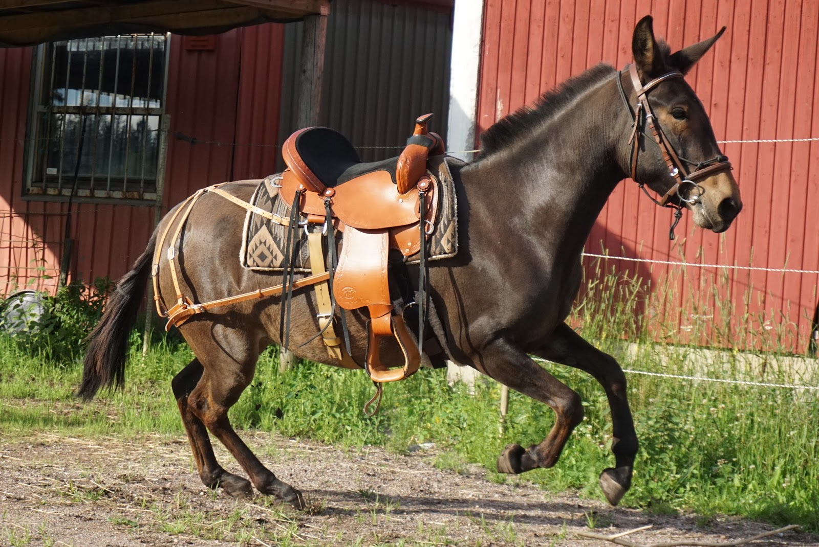 Muuliprojekti: kesäkuuta 2016