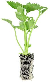 Buenas condiciones en la plantación