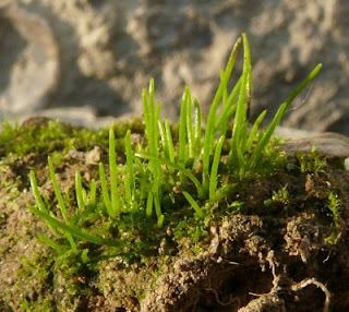 Talófitas, Briófitas e Pteridófitas