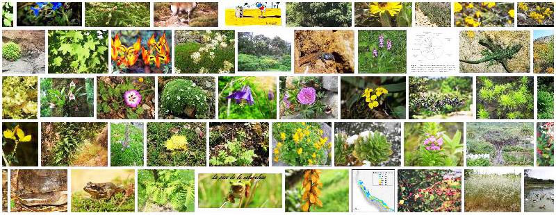 ¿Cuales son las especies endémicas en Mexico?