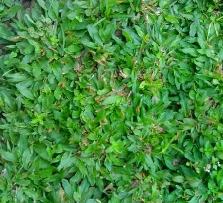 RUMPUT GAJAH MINI - TOKO TANAMAN ONLINE