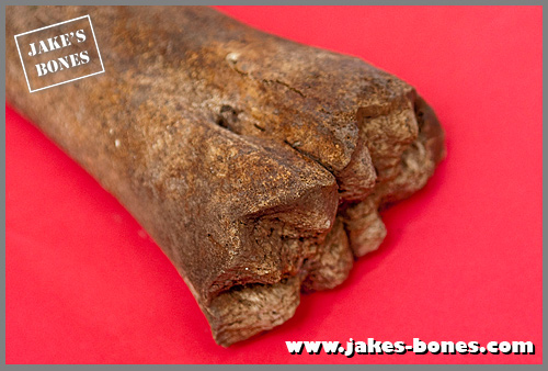 Zombie badgers and old buried bones : Jake's Bones