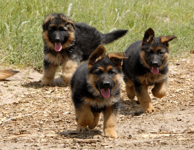 German shepherd new breed on earth - PUPPIEz