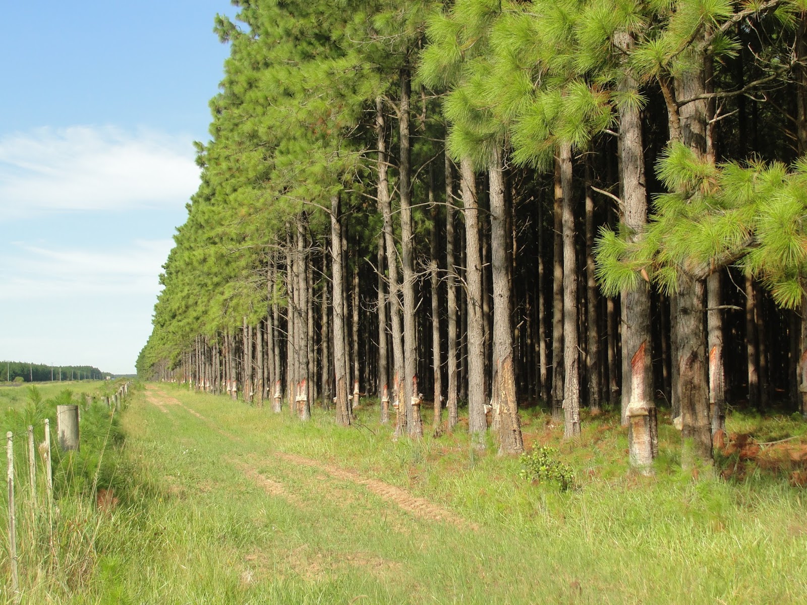 DESTINOS DO SUL: A paisagem do Pinus