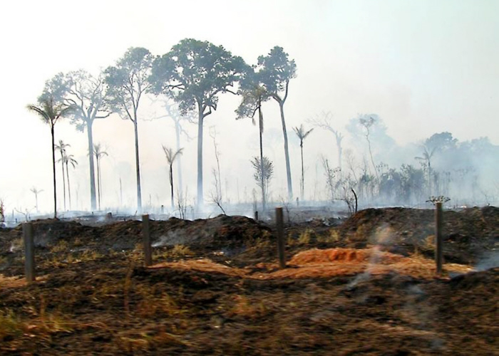 MEIO AMBIENTE CONSCIENTE: Queimadas