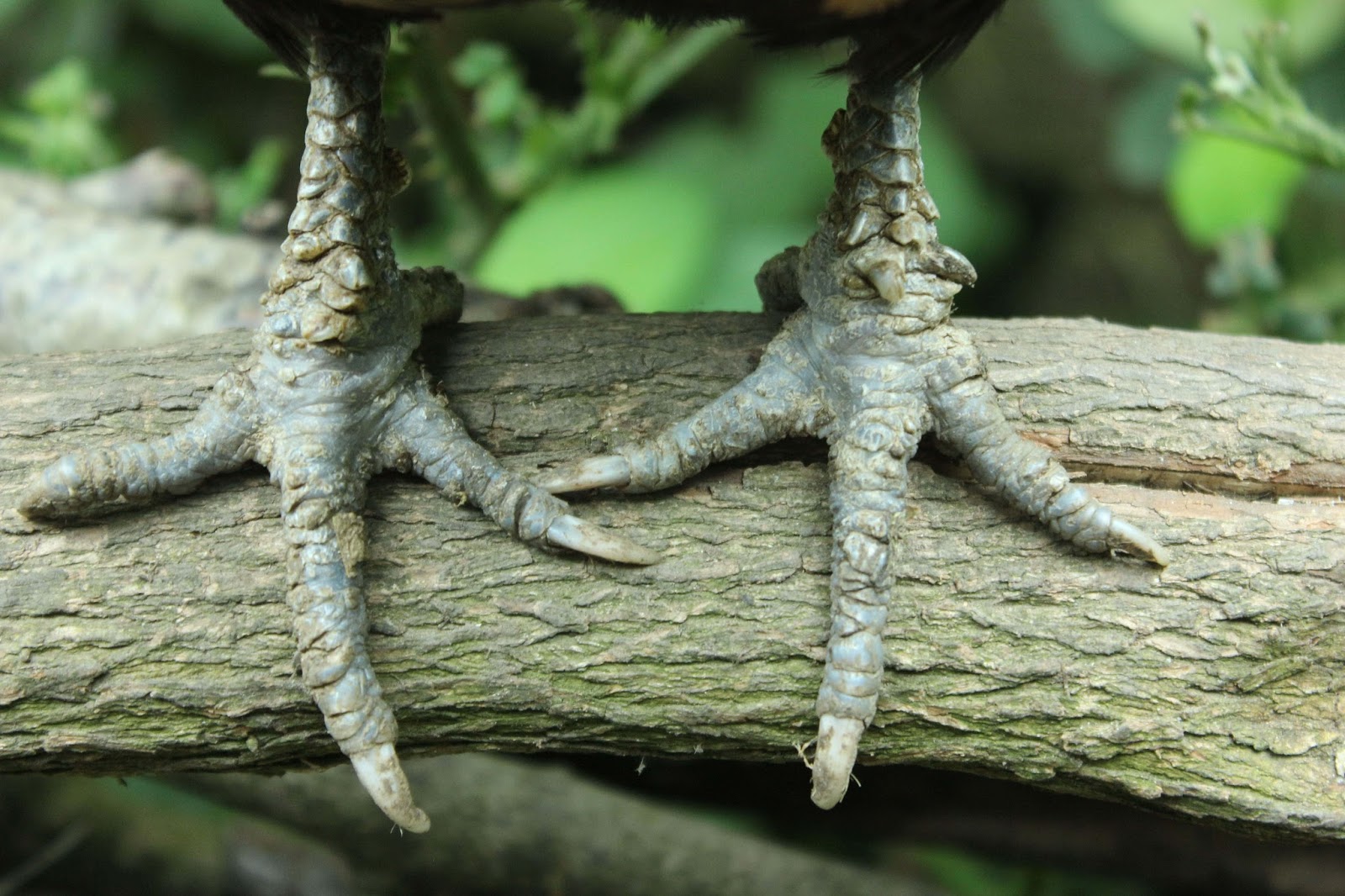 Scaly Leg Mite in Organic Poultry Part Two - The Treatment | The ...