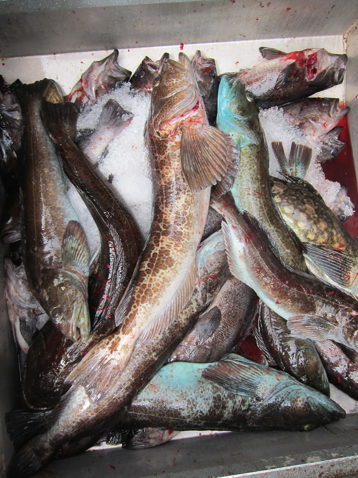 Todds Extreme Fishing: Neah Bay halibut, Lingcod, and bottom fish