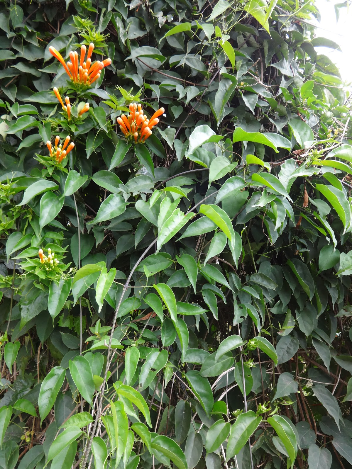 Herbs from Distant Lands: Pyrostegia venusta - Flame Flower, Golden ...