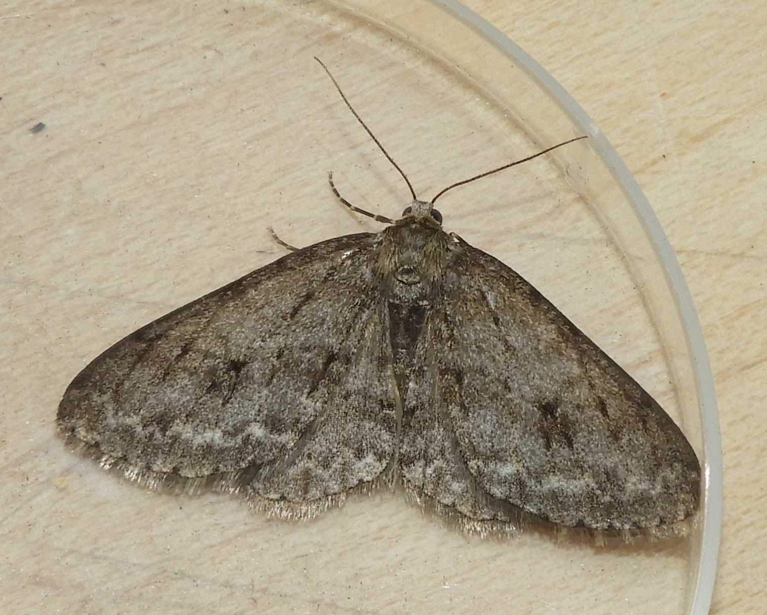 Ceredigion Moths: Early Spring Moths